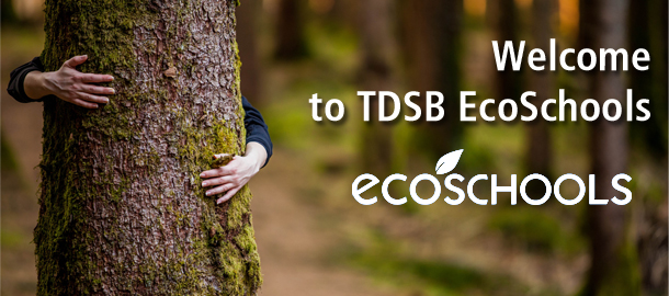 What Is an Eco-School?